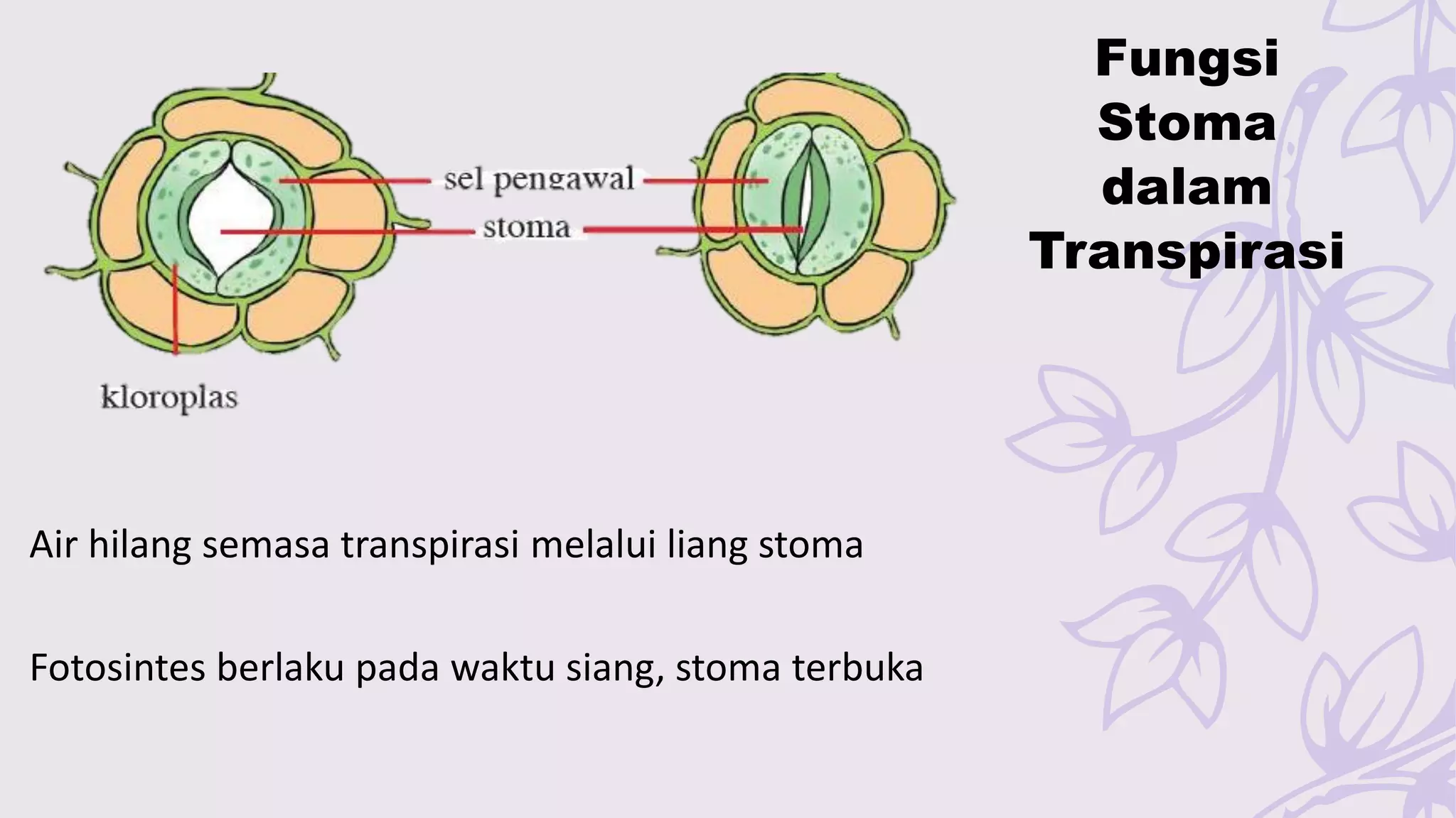 Bab 3 pengangkutan dalam tumbuhan | PDF