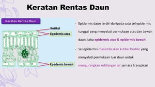 Bab 3 pengangkutan dalam tumbuhan | PDF