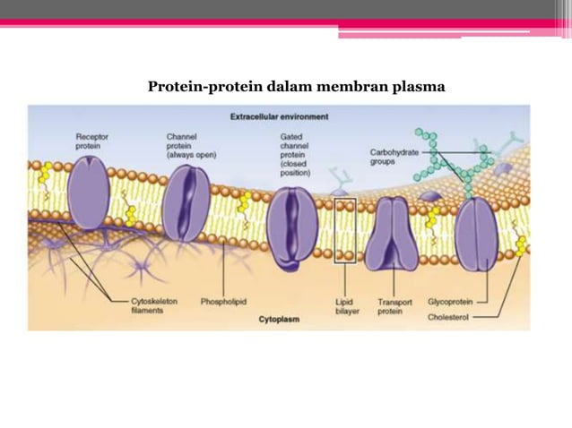 Bab 3 pergerakan bahan2 merentasi membran plasma | PPTX