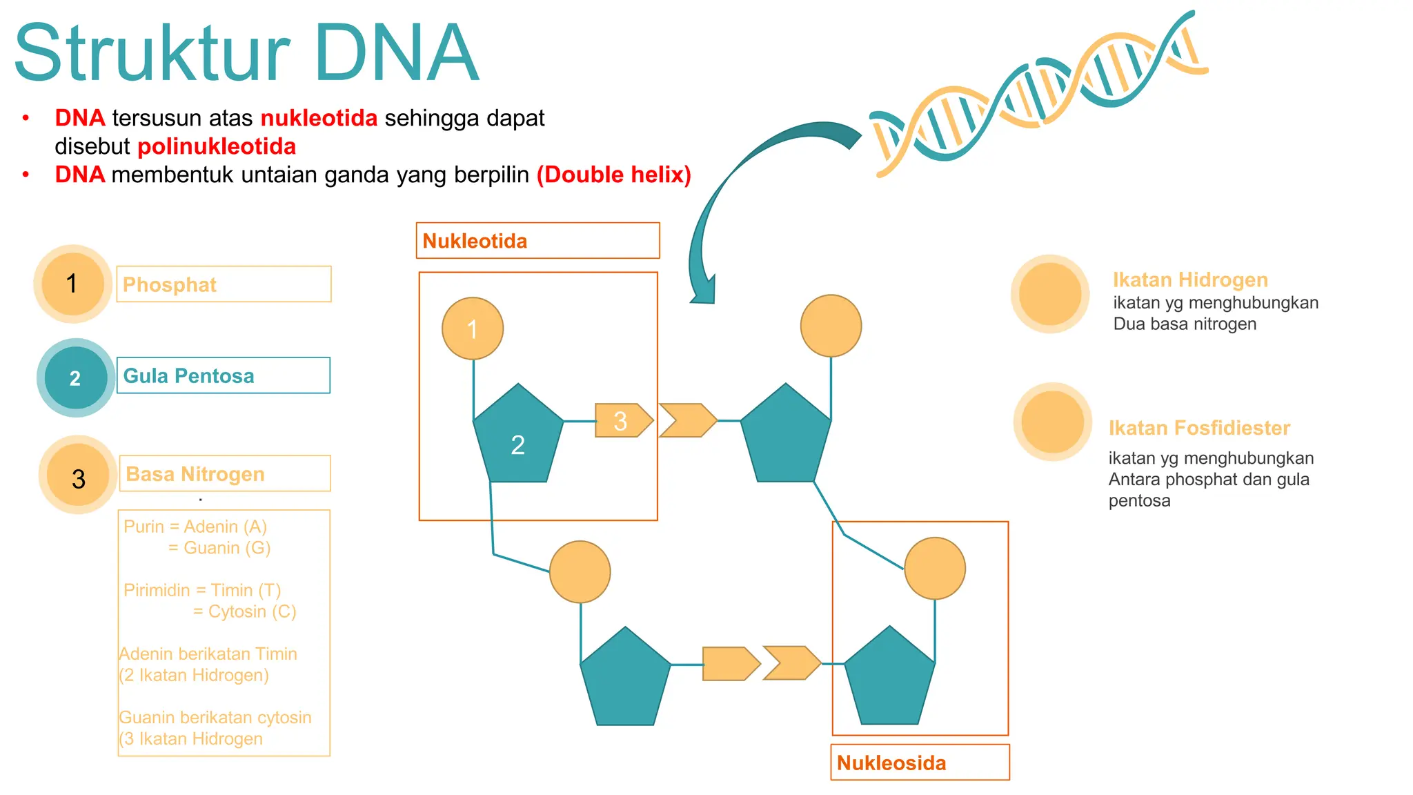 Biologi BAB 3 Pertemuan 1 (DNA dan RNA).pdf