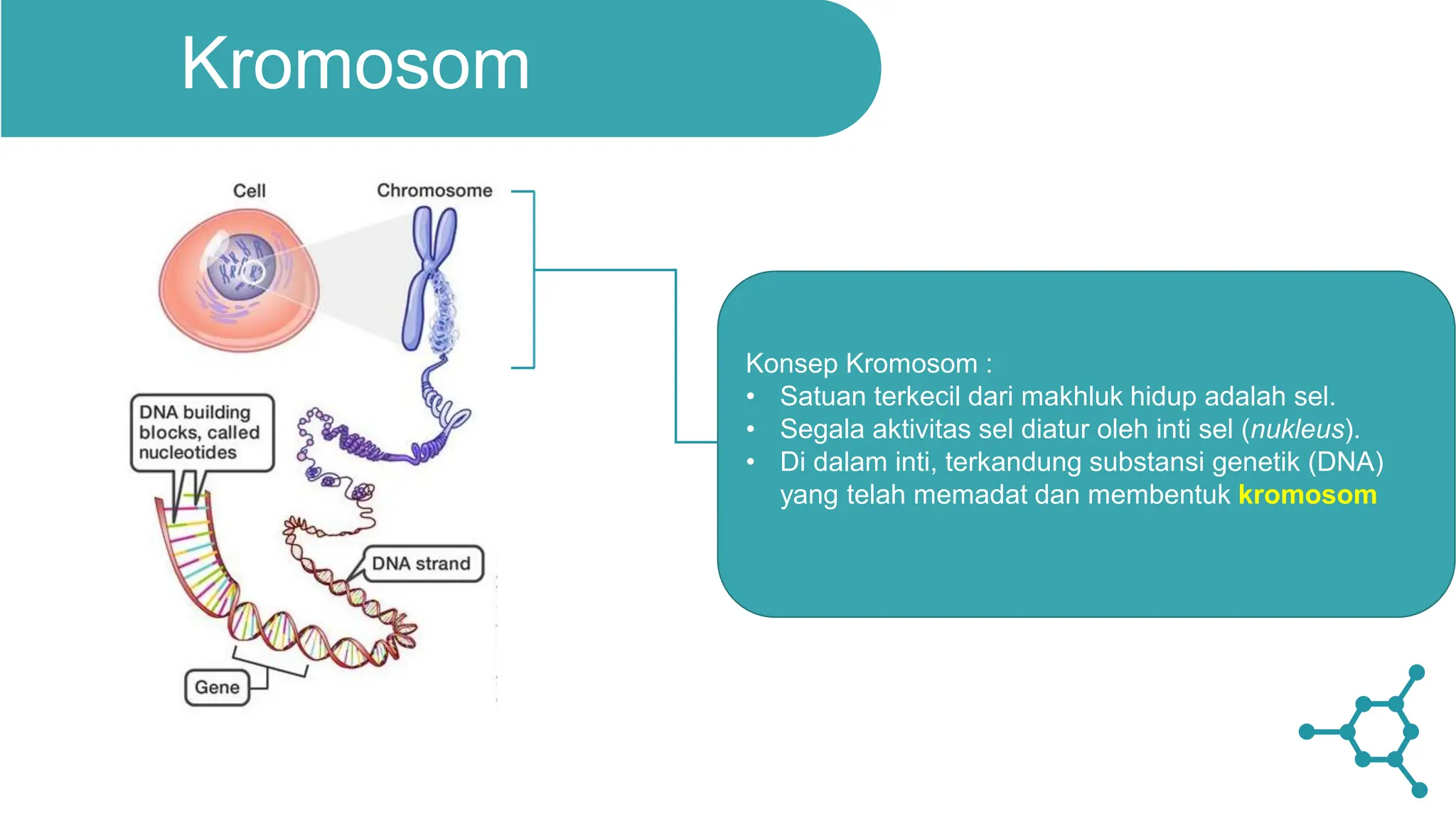 BAB 3 Pertemuan 1 kelas 12(DNA dan RNA).pdf