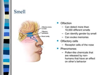 ASAS PSIKOLOGI sensation and perception | PPT