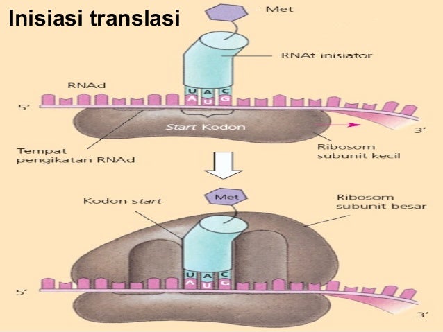 Bab 3 sintesis protein