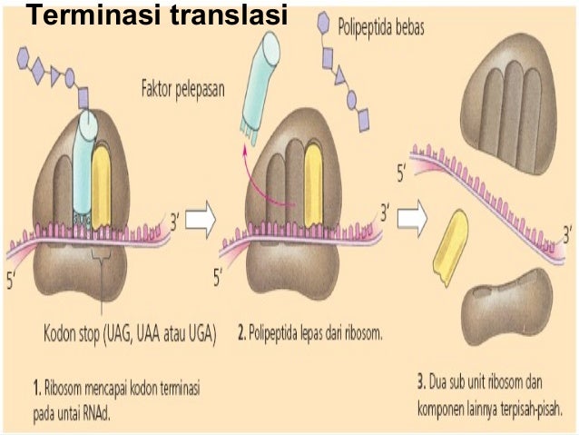 Bab 3 sintesis protein