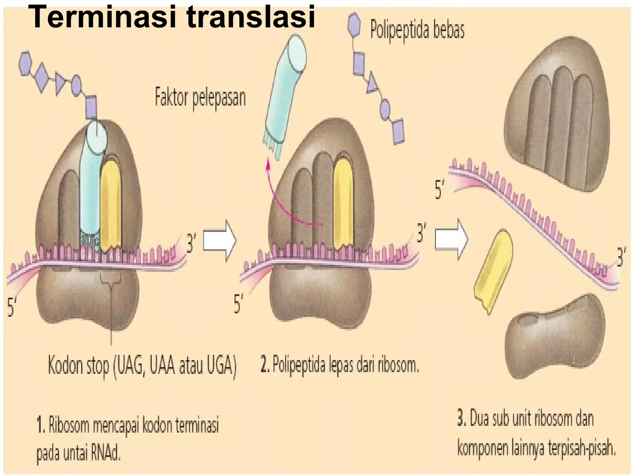 Bab 3 sintesis protein | PPT