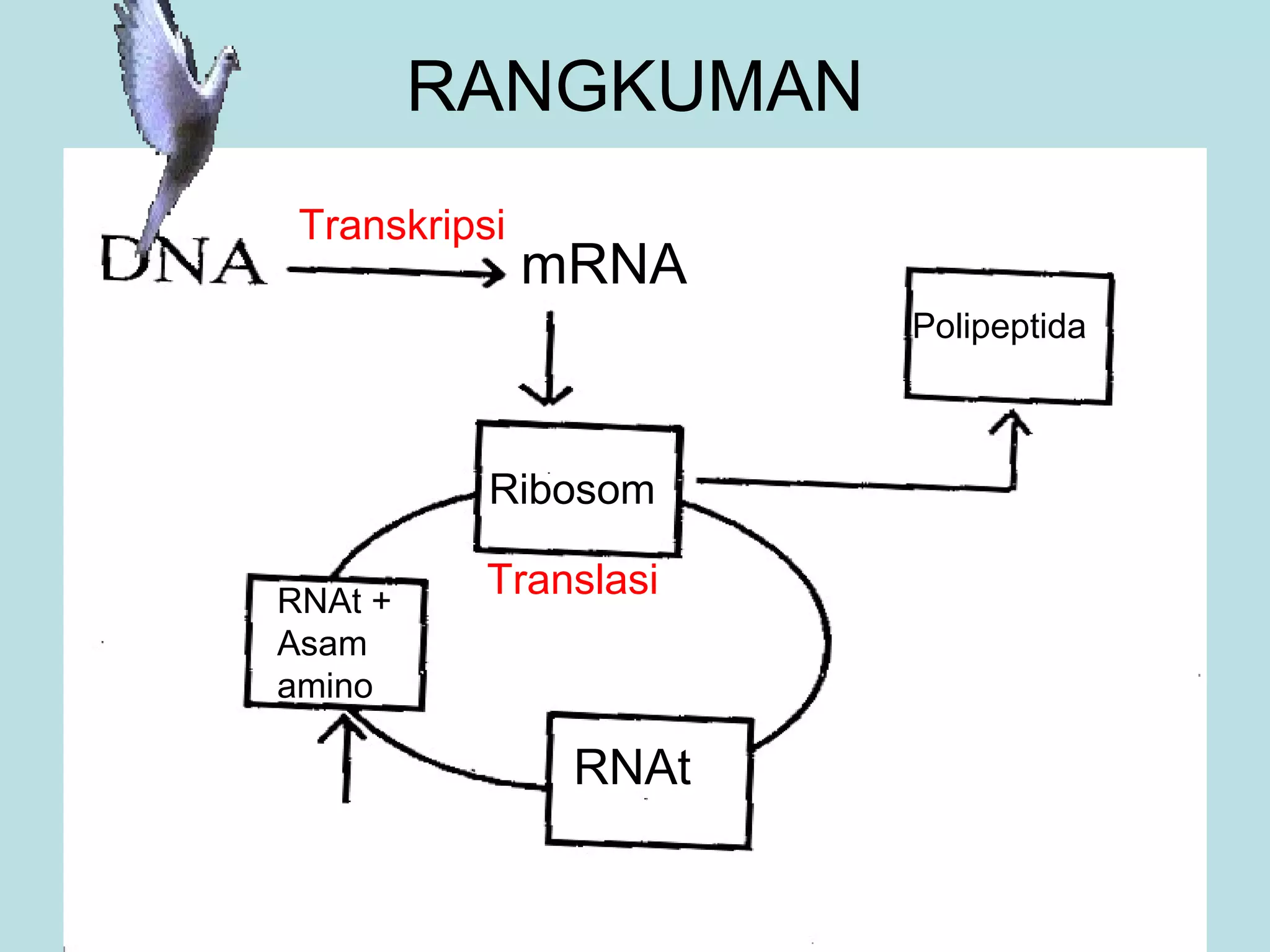 Bab 3 sintesis protein | PPT