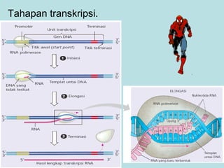Bab 3 sintesis protein | PPT