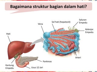Bab 3 Sistem Ekskresi pada Manusia | PPT