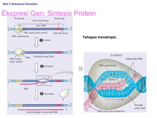 Bab 3 substansi genetika | PPT