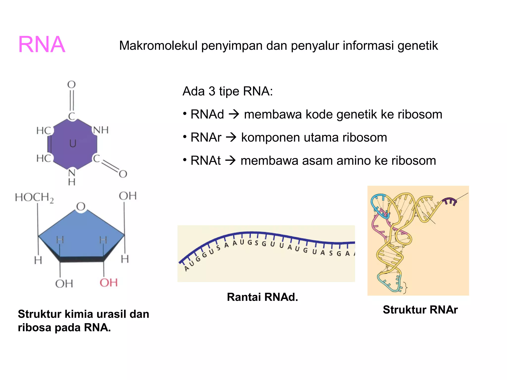 substansi genetika | PPT