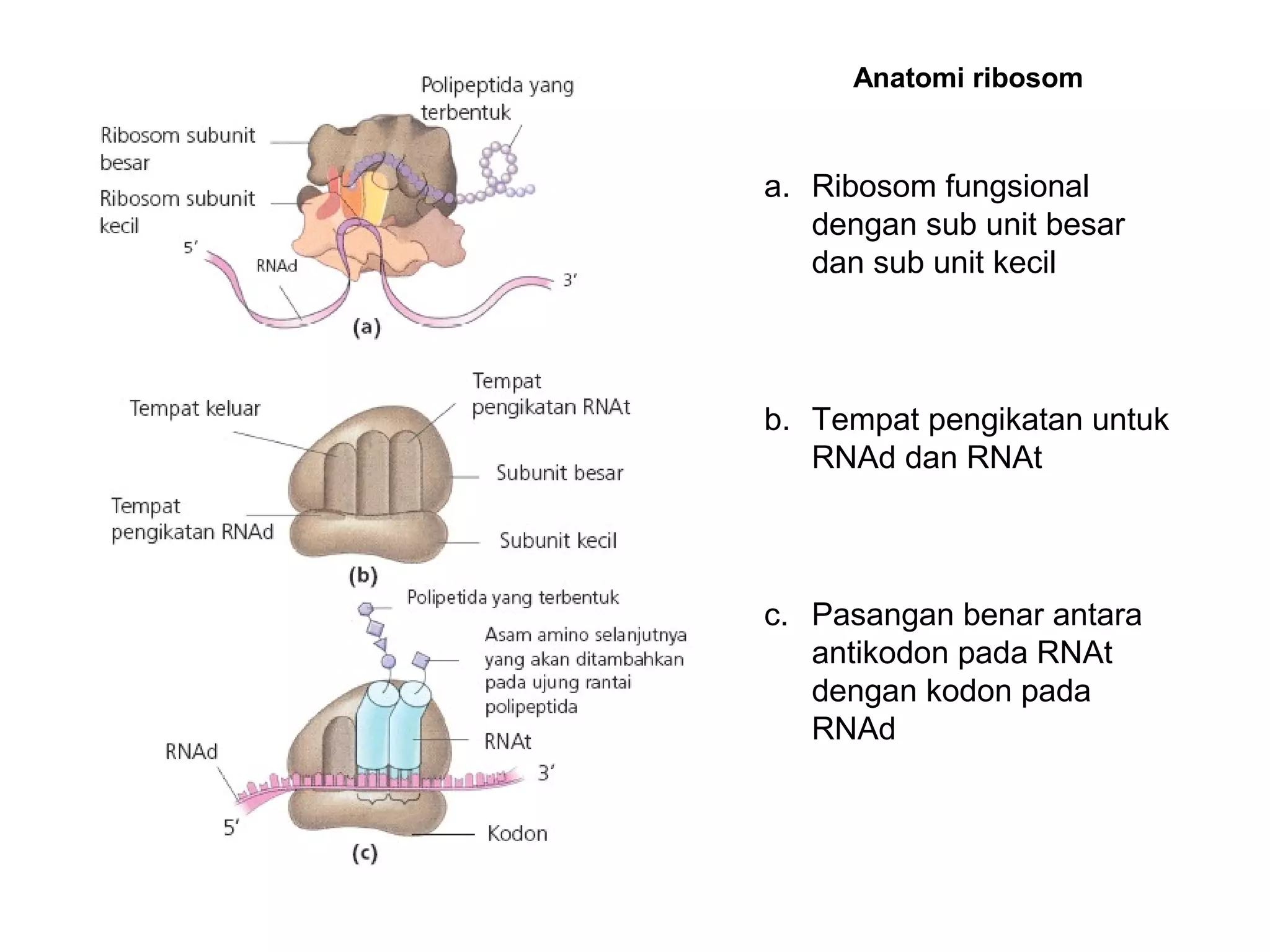 substansi genetika | PPT