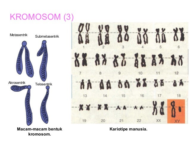 substansi genetika