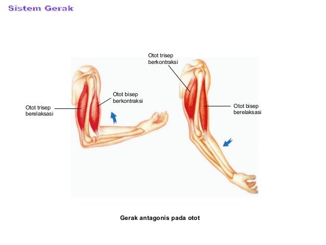 Biologi - Bab 4 - Sistem Gerak
