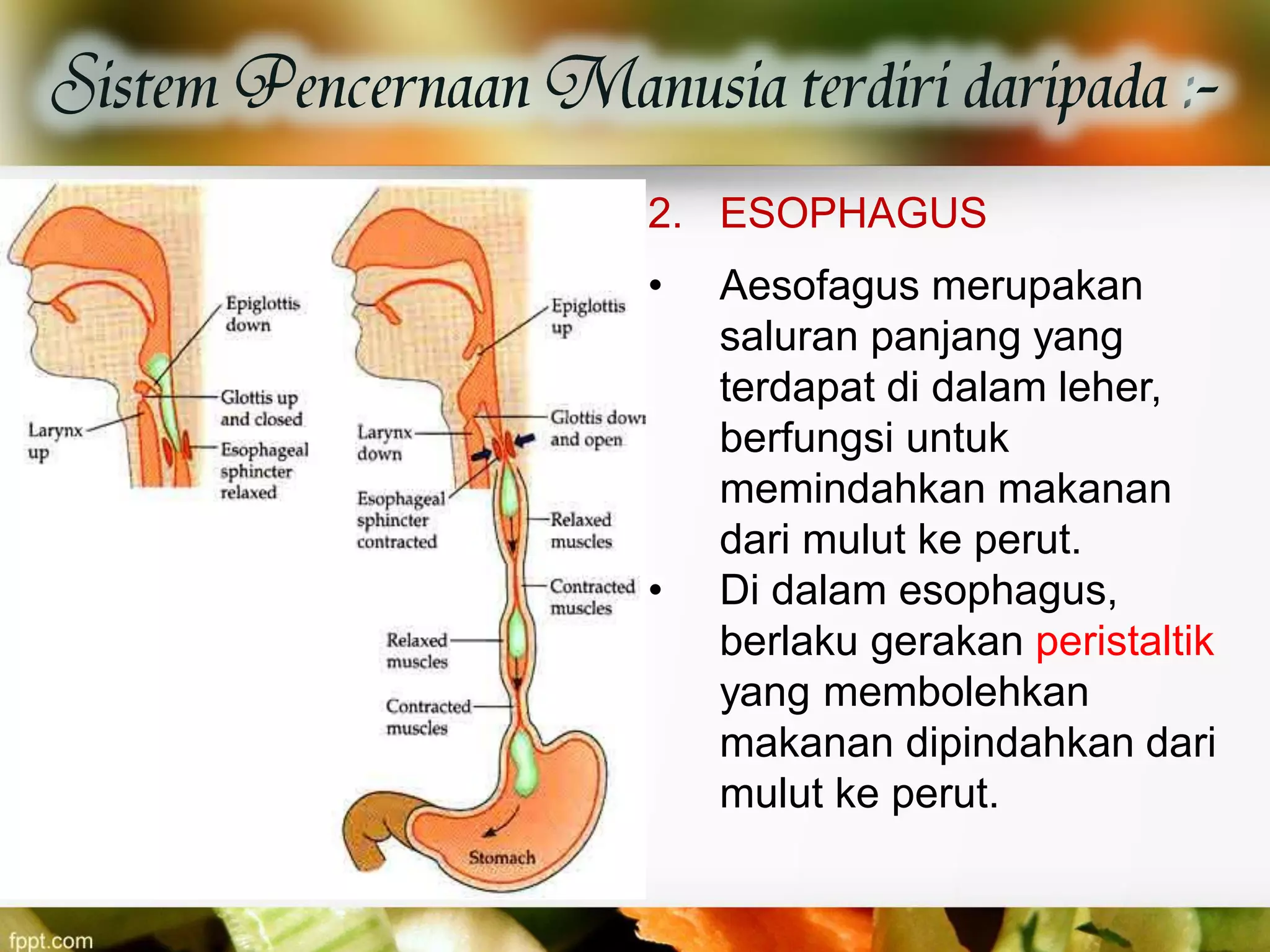 Bab 4 Pemakanan Sukan | PDF