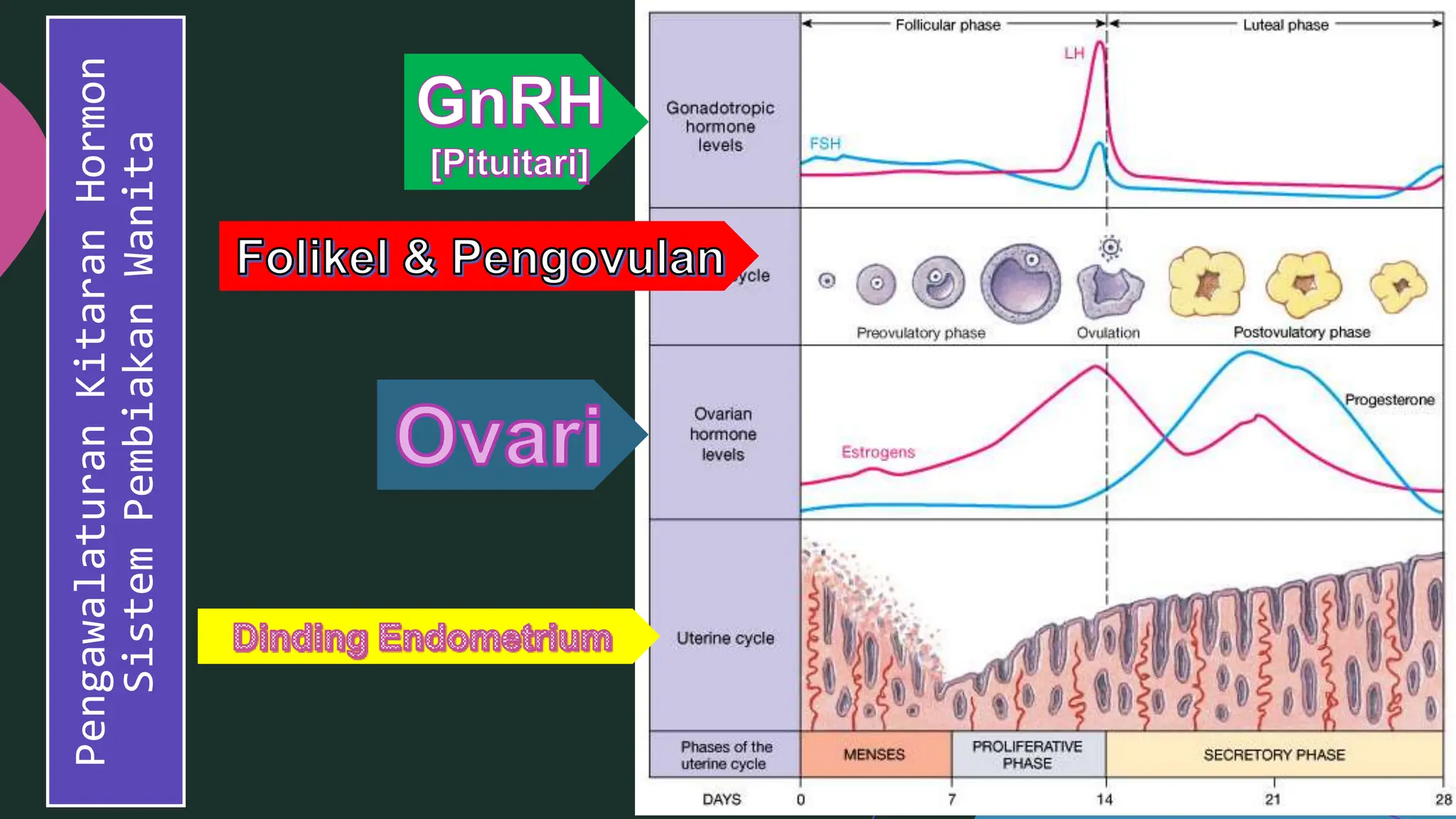 Bab 4 - Sistem Reproduksi.pptx