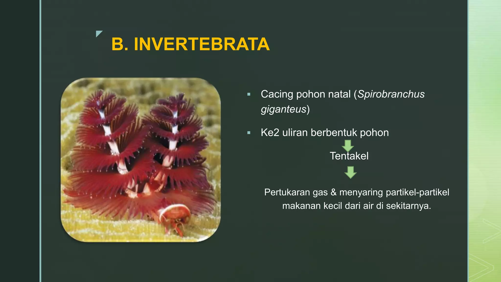 VERTEBRATA DAN INVERTEBRATA.pptx