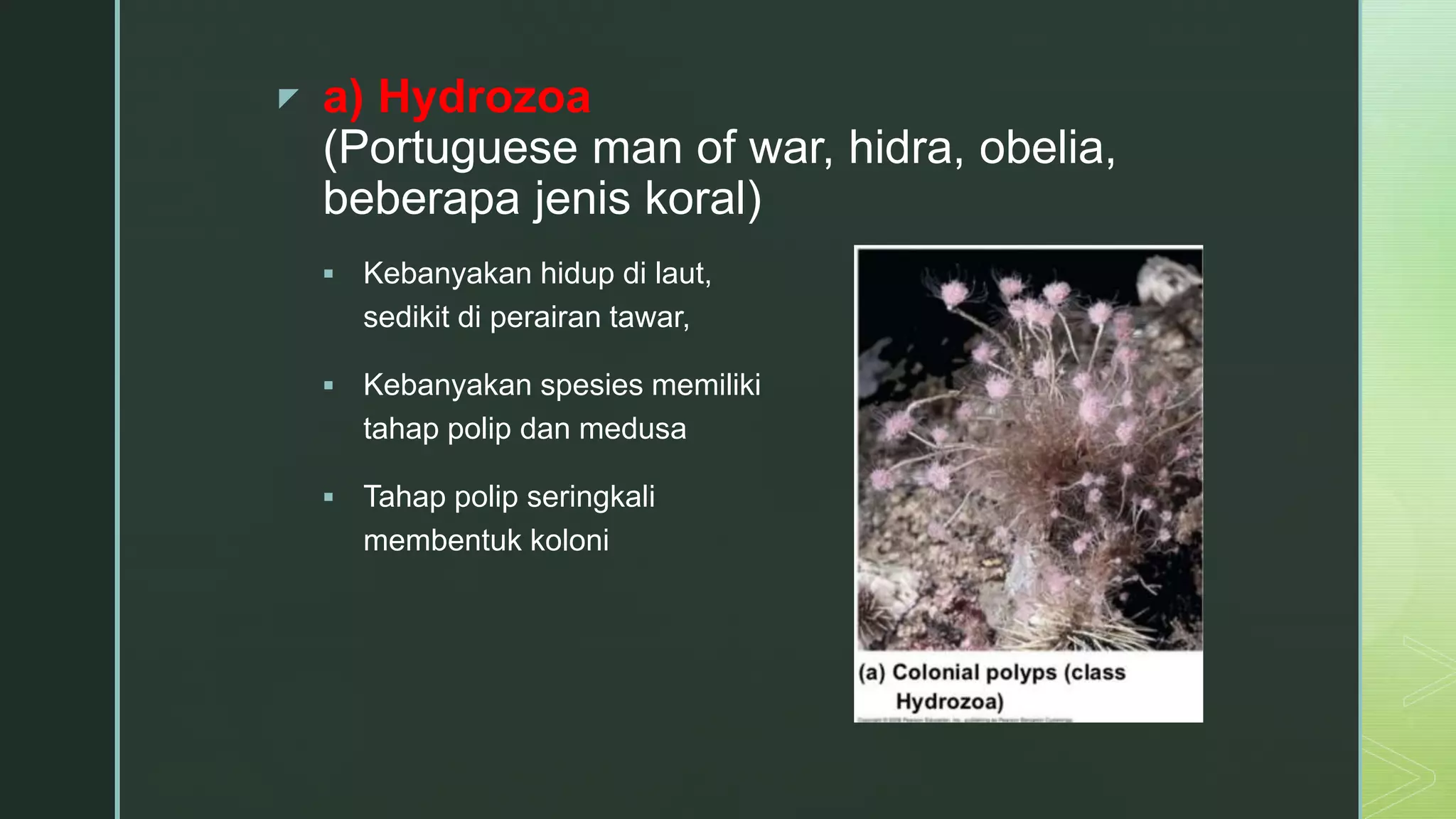 VERTEBRATA DAN INVERTEBRATA.pptx