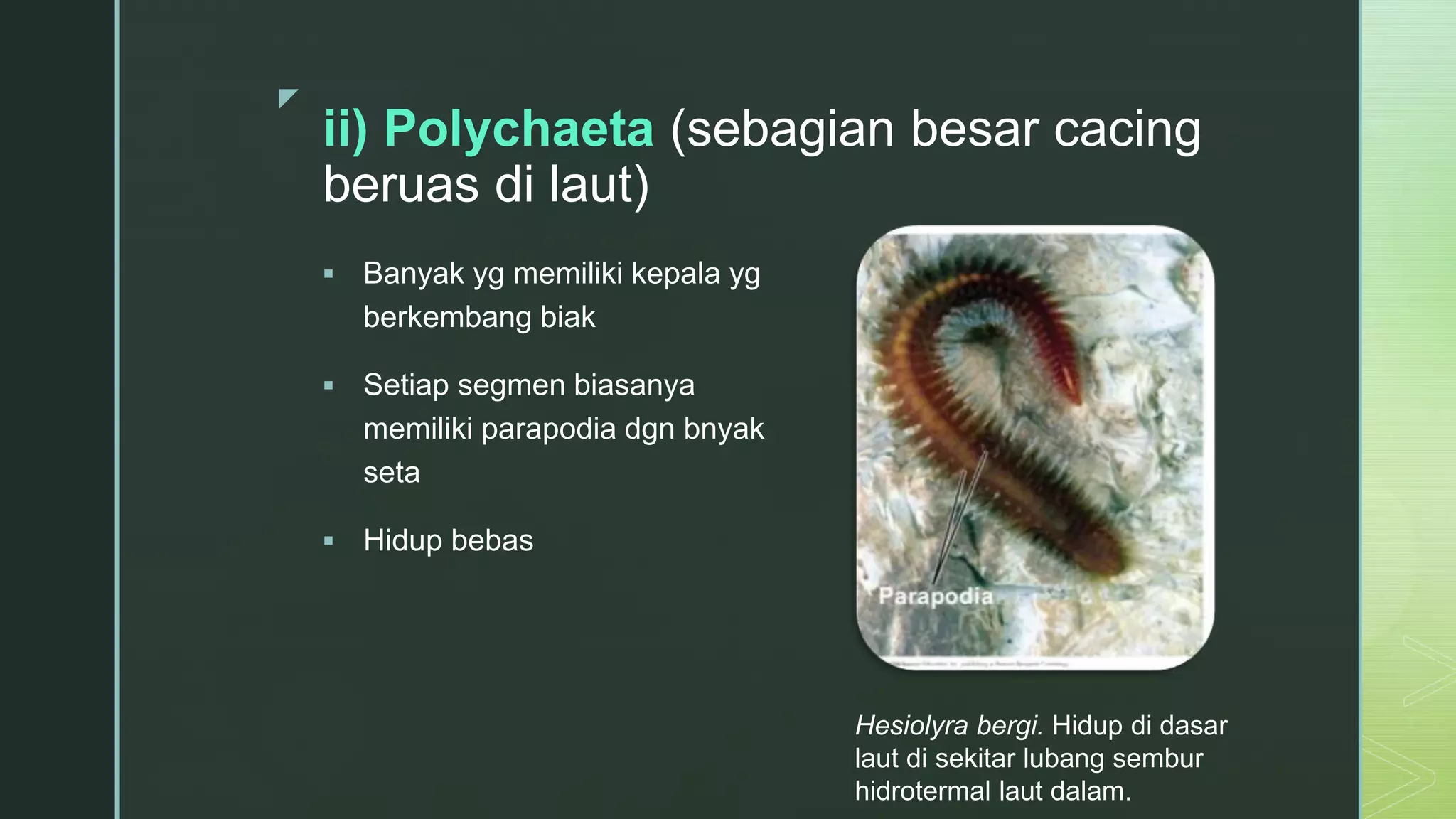 VERTEBRATA DAN INVERTEBRATA.pptx