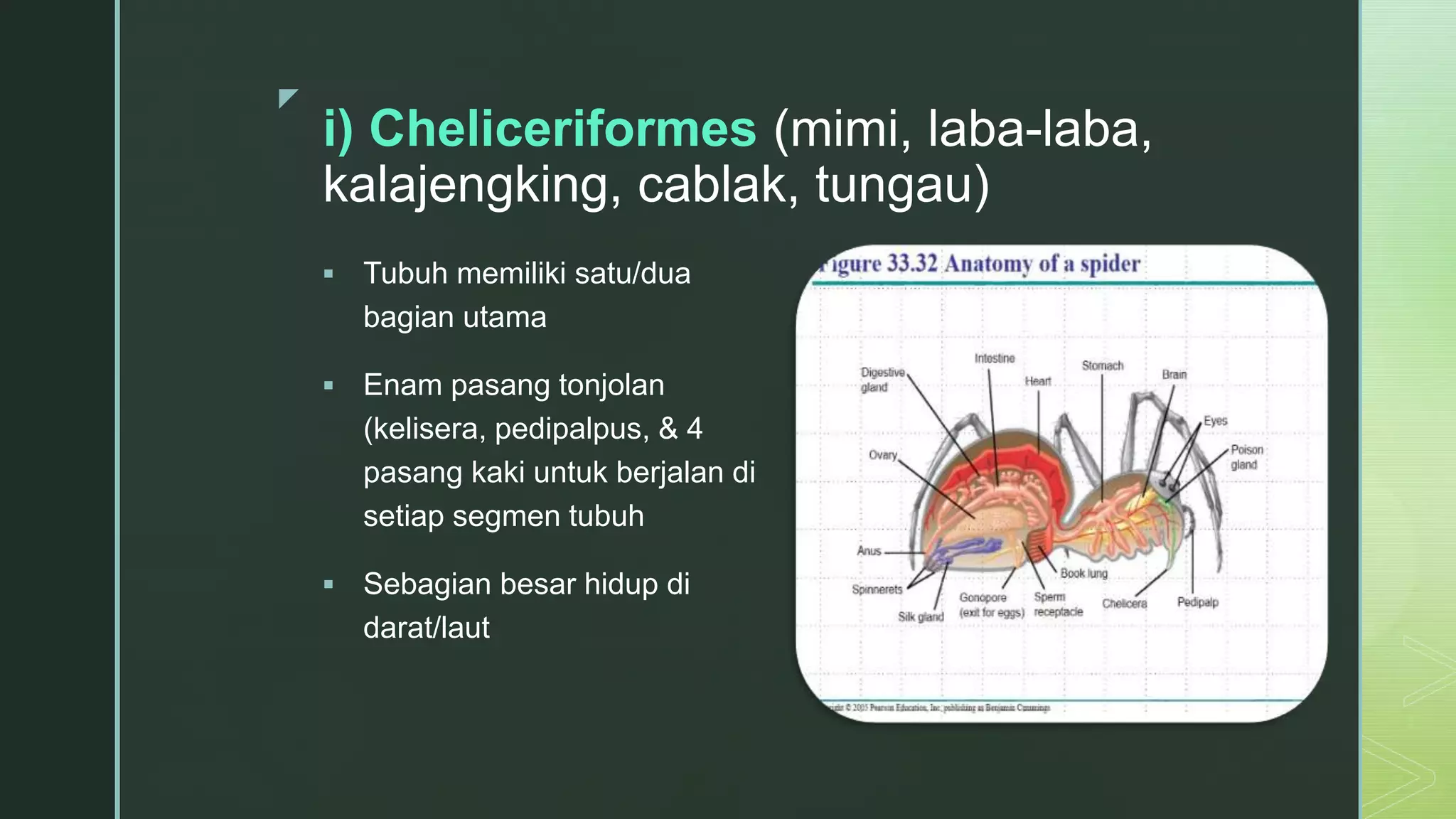 VERTEBRATA DAN INVERTEBRATA.pptx