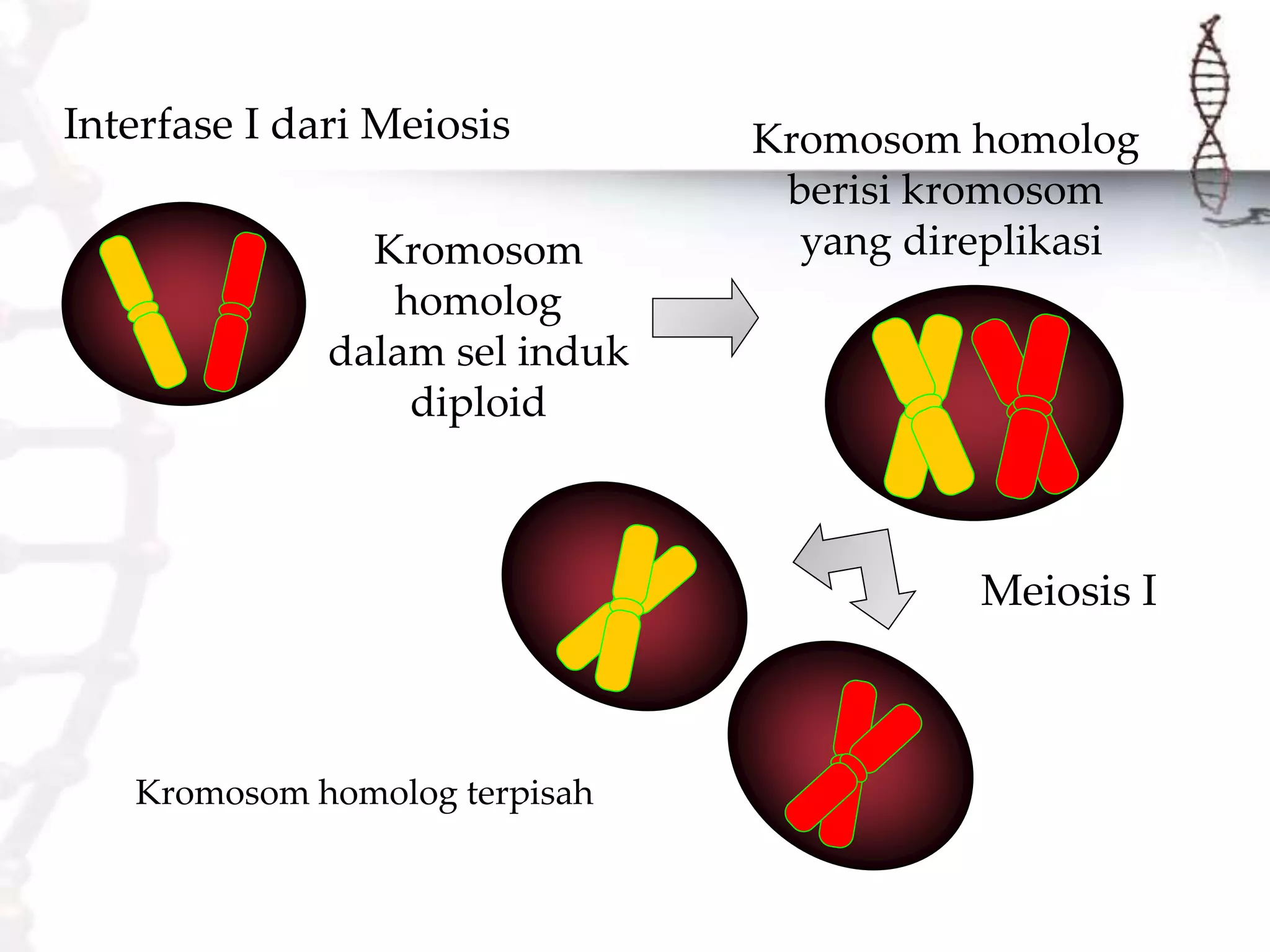 Mitosis dan Meiosis | PPTX