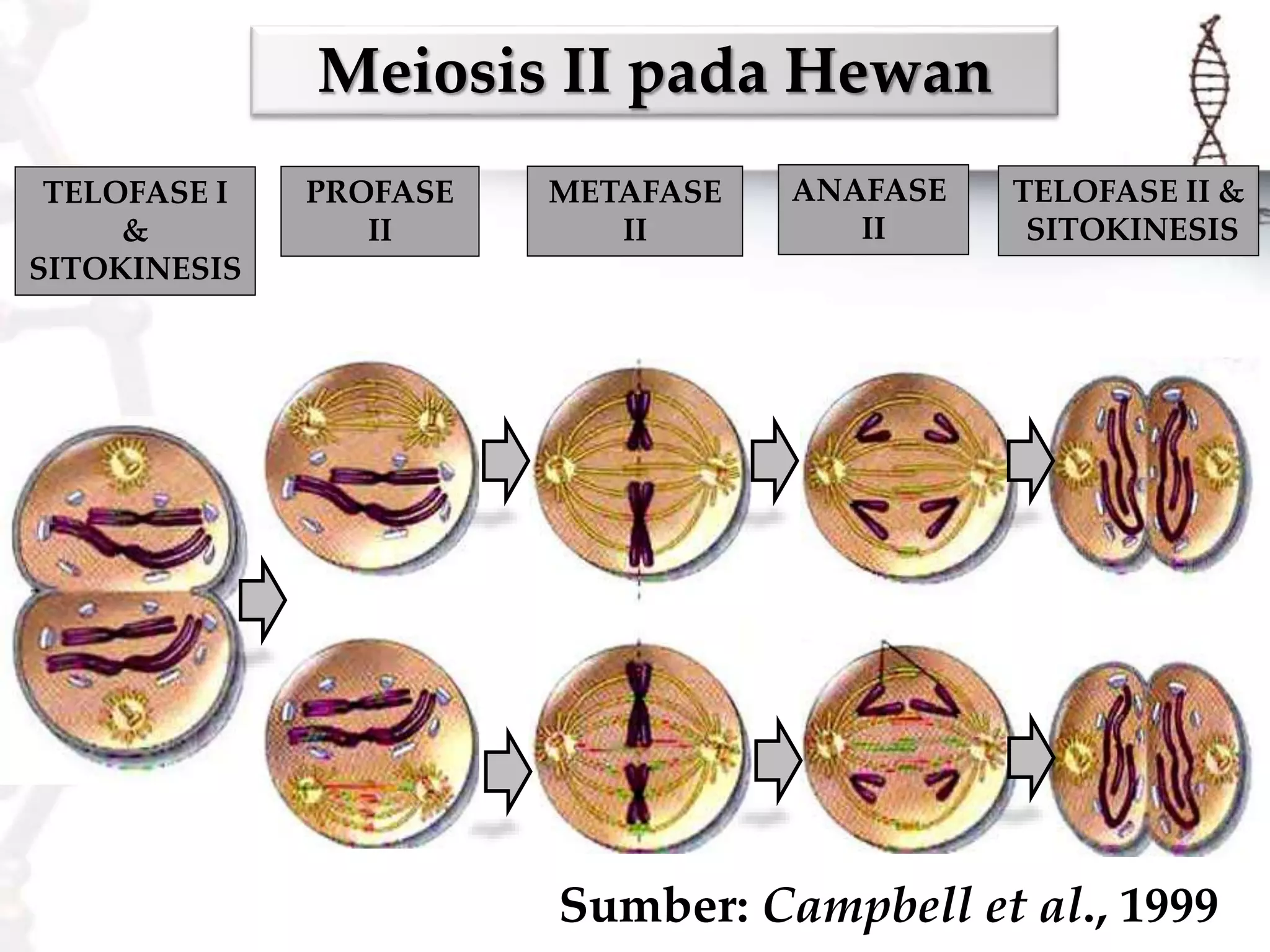 Mitosis dan Meiosis | PPTX