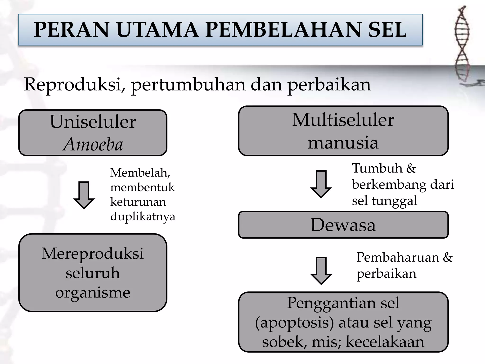 Mitosis dan Meiosis | PPTX