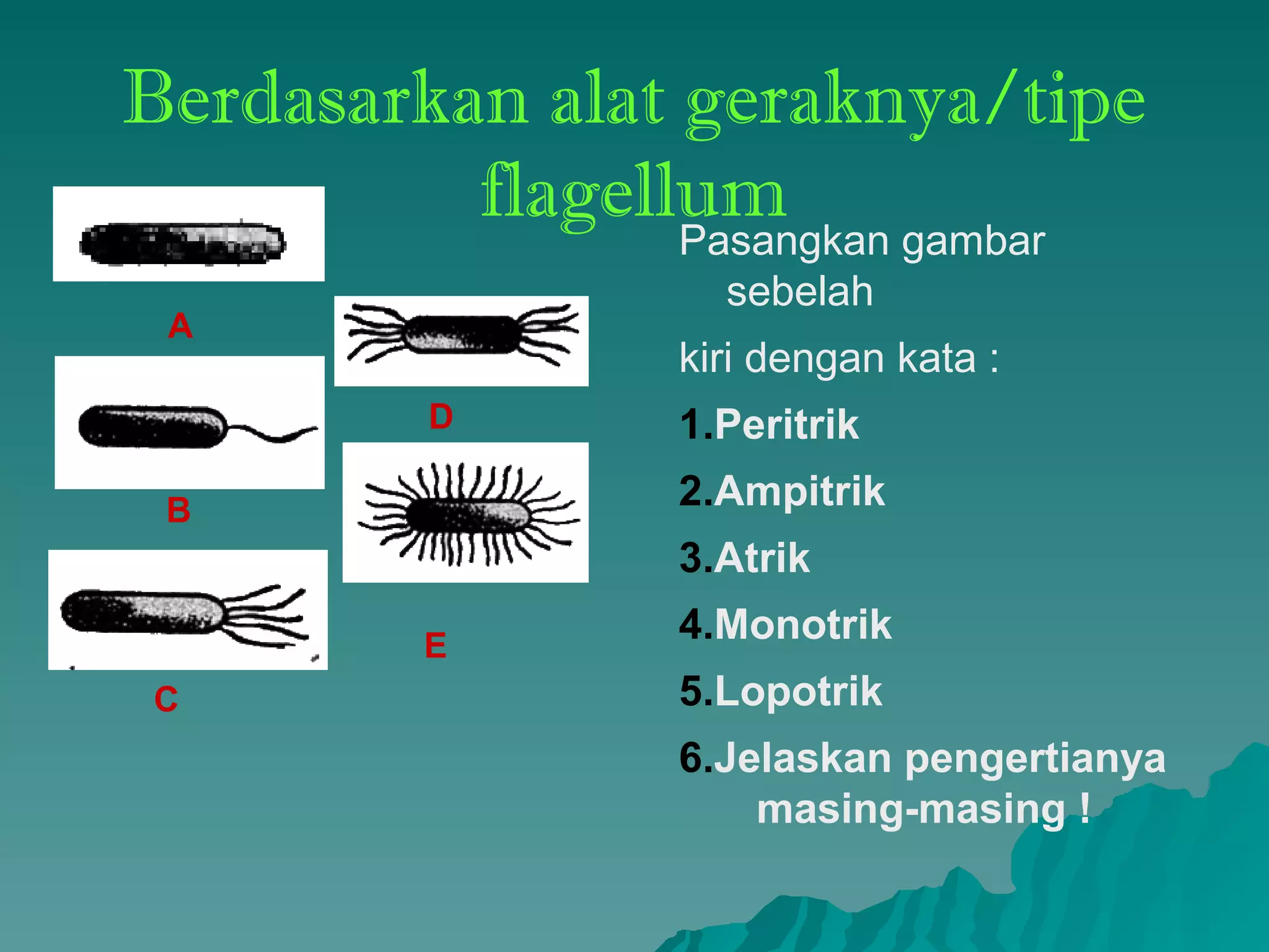PPT MONERA | PPT