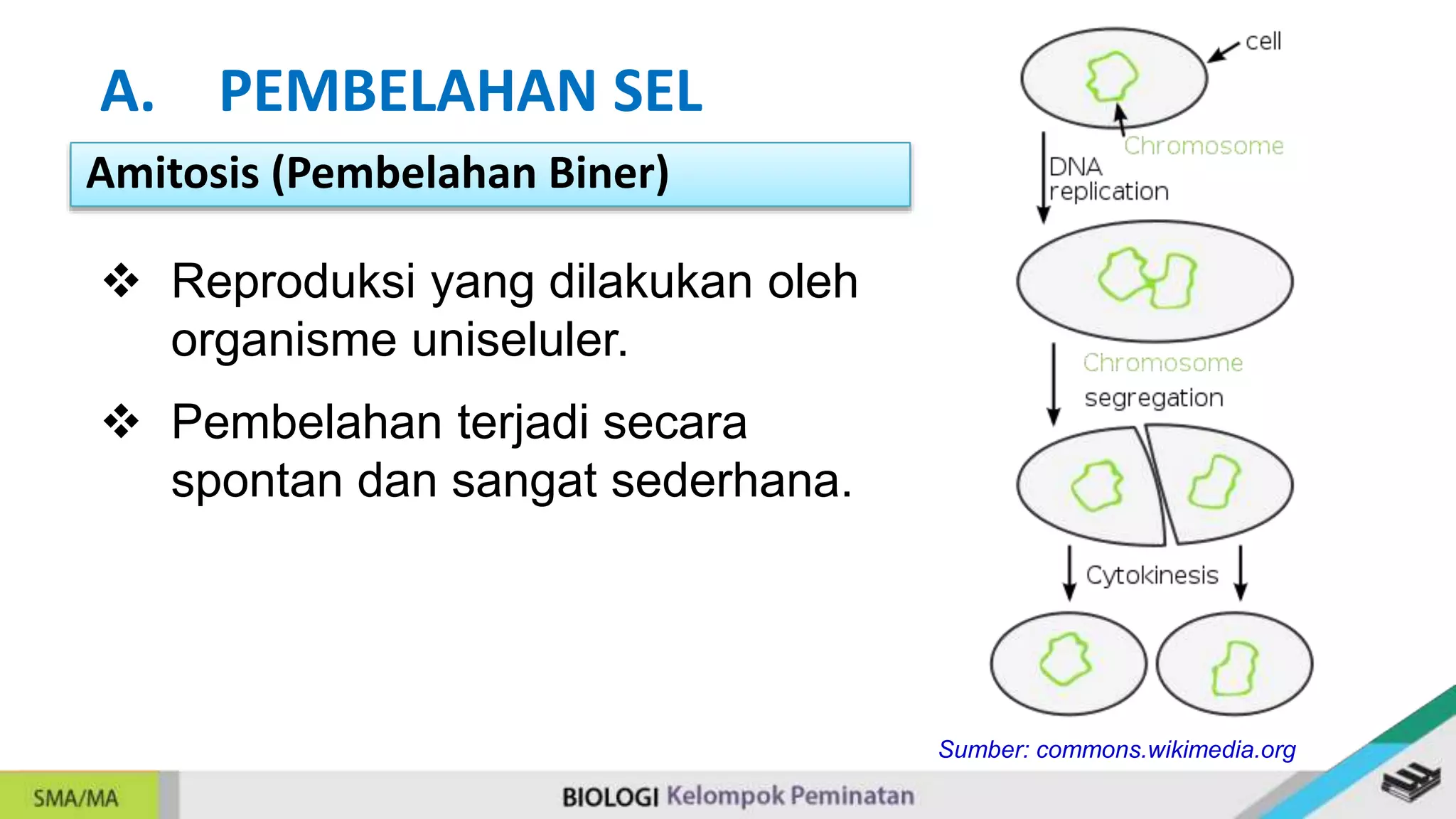 BAB 4 Pembelahan Sel.pptx