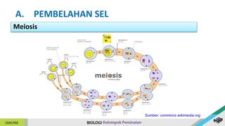 BAB 4 Pembelahan Sel.pptx
