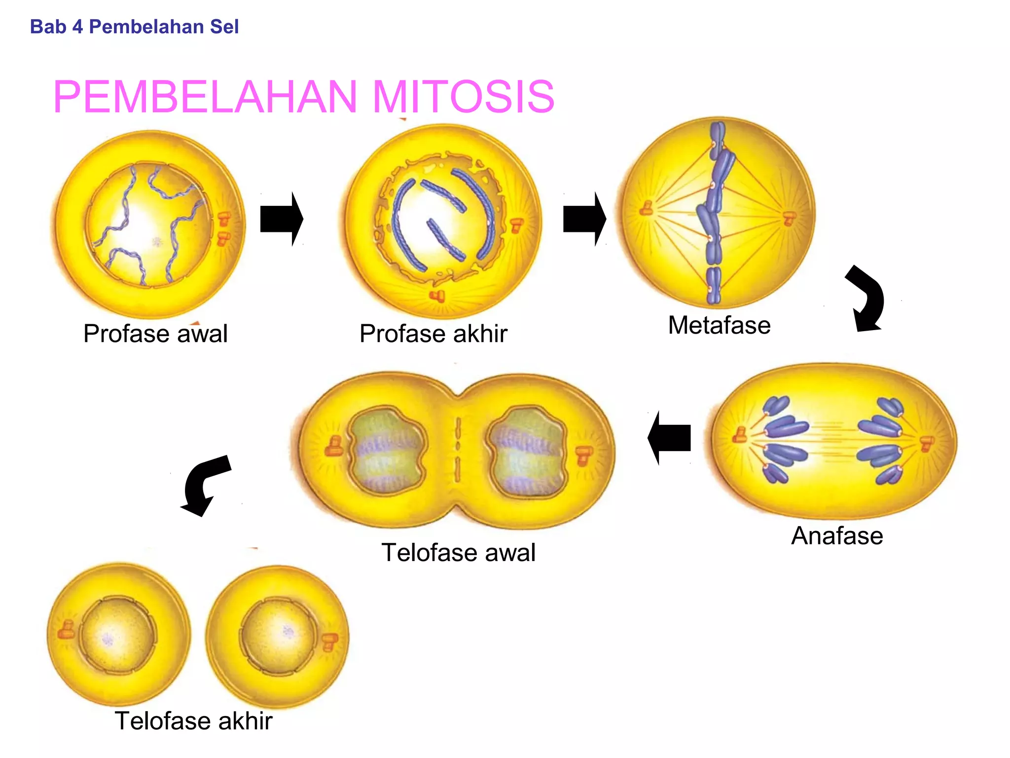 pembelahan sel | PPT
