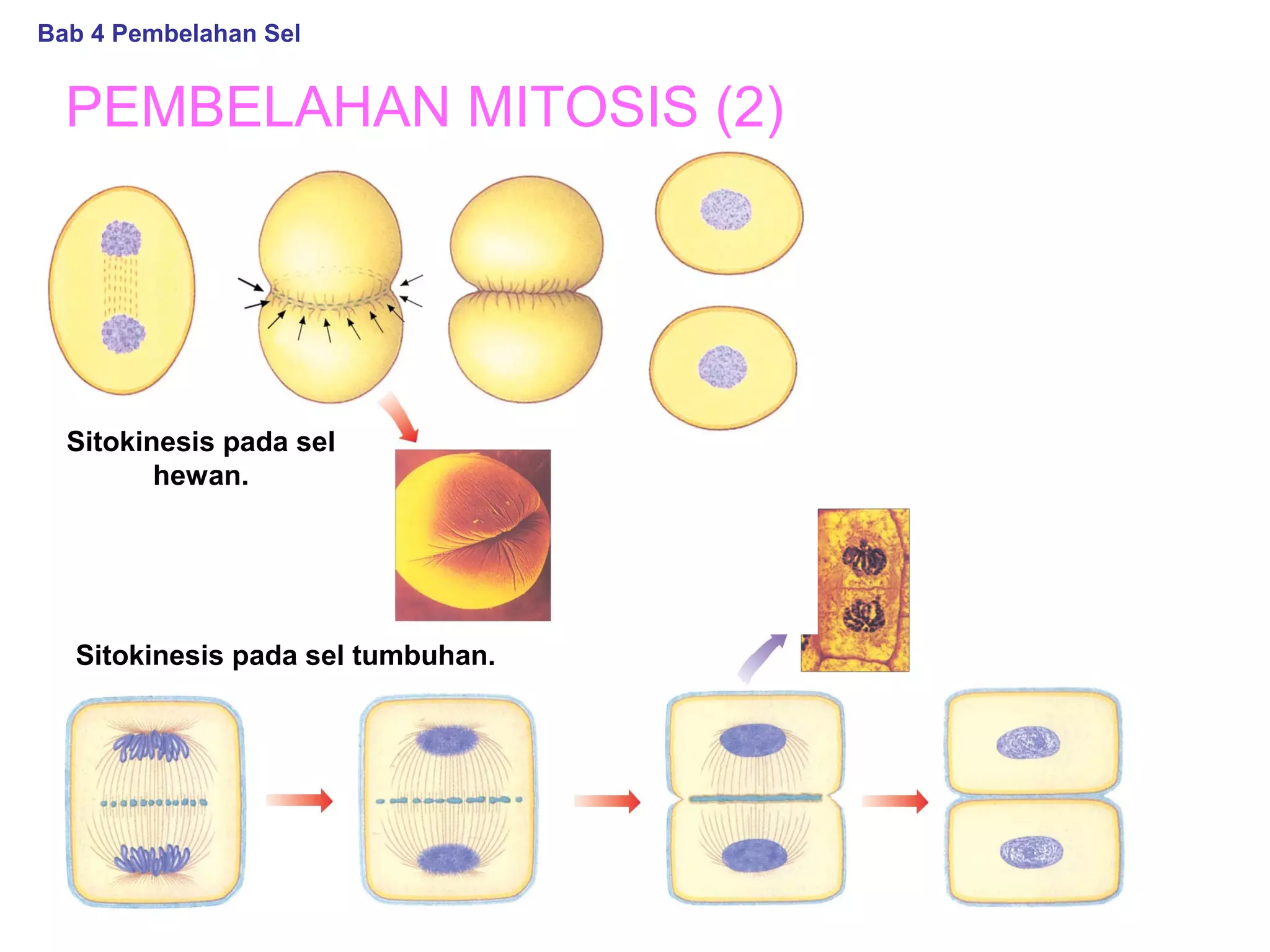 pembelahan sel | PPT