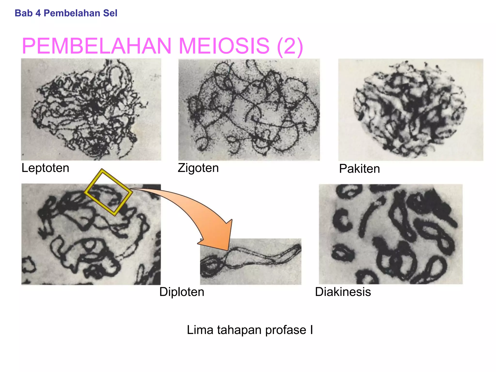 pembelahan sel | PPT