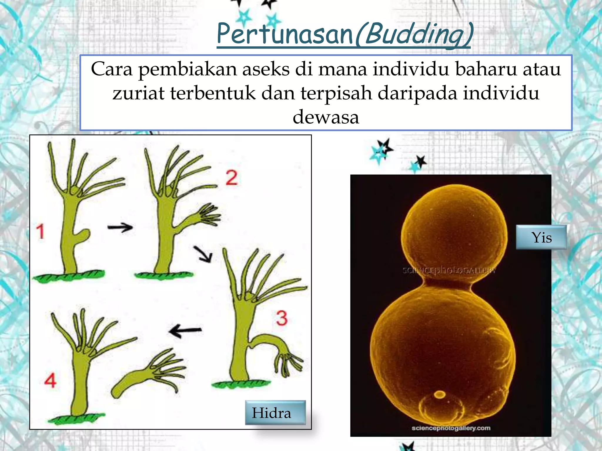 Bab 4 pembiakan | PPTX