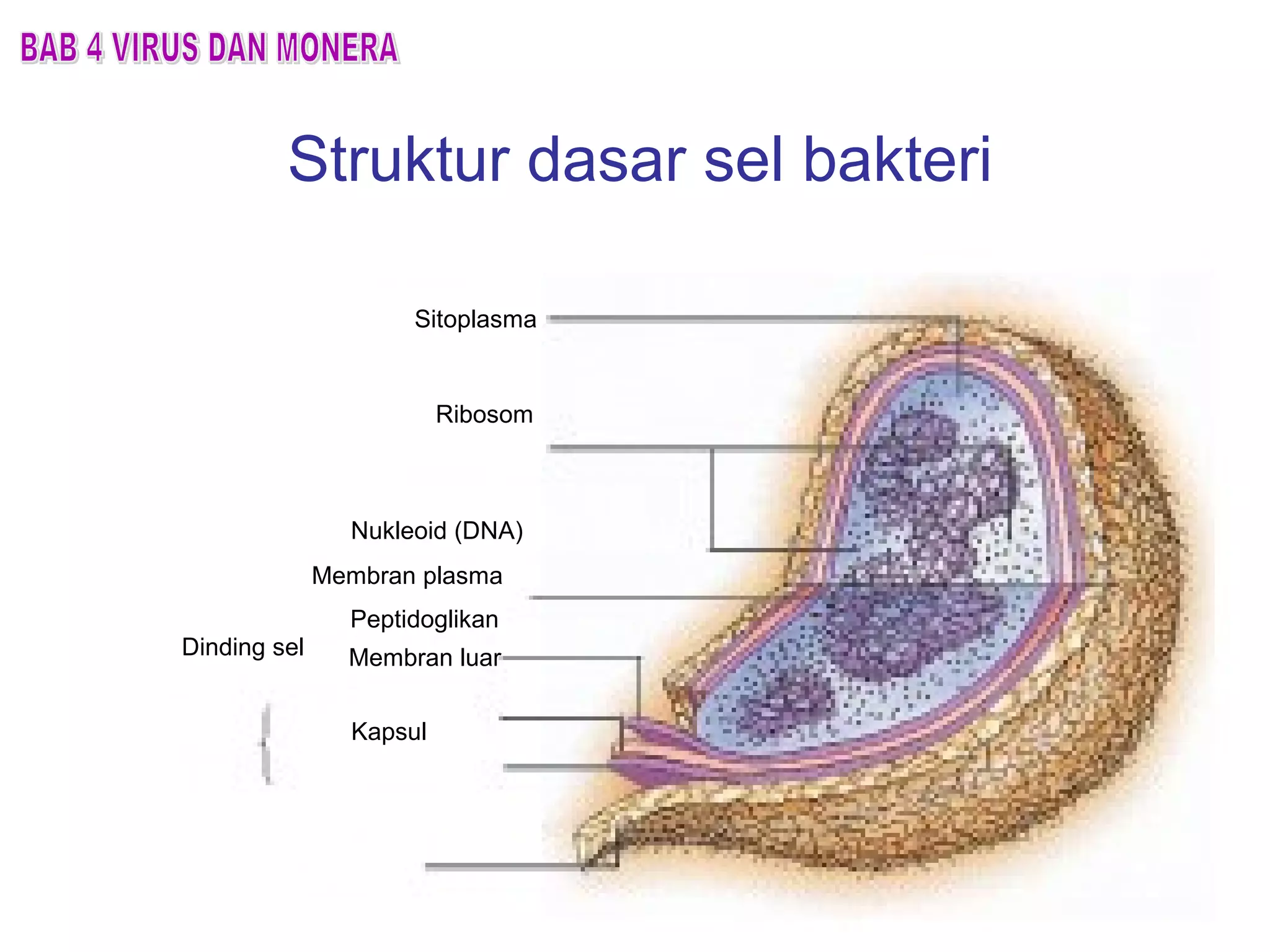 Prokariota (Monera) | PPT
