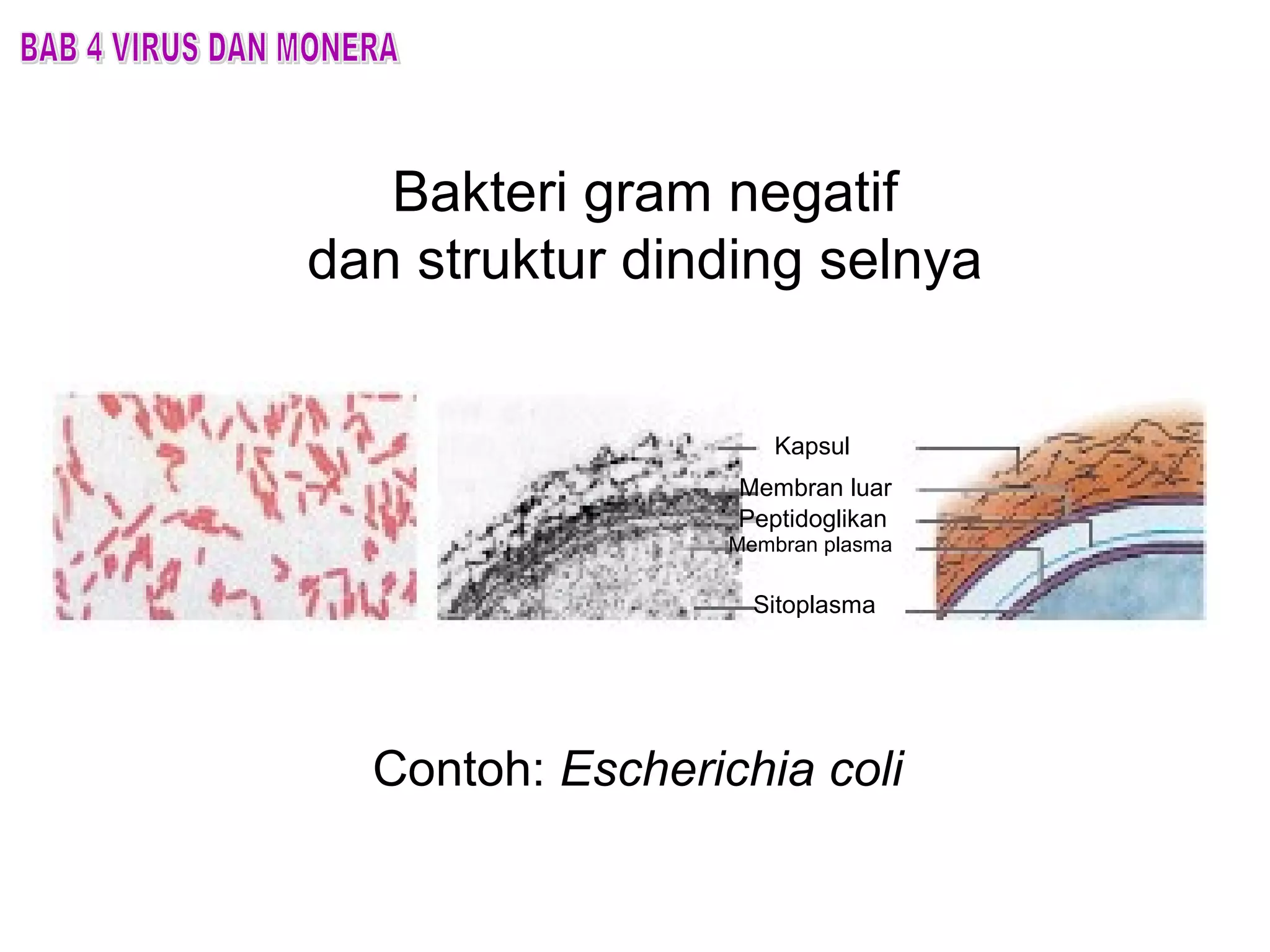 Prokariota (Monera) | PPT