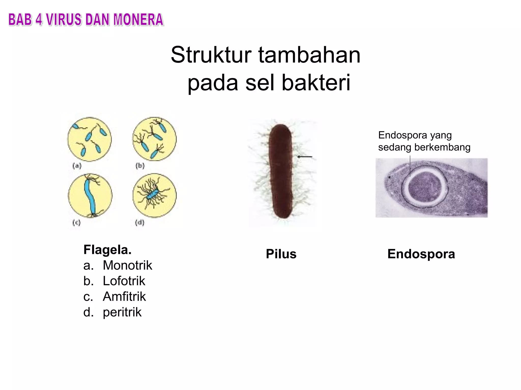 Prokariota (Monera) | PPT