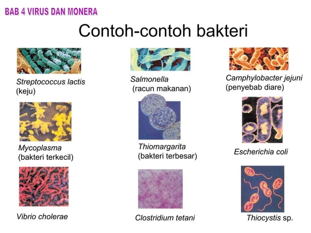 Prokariota (Monera) | PPT