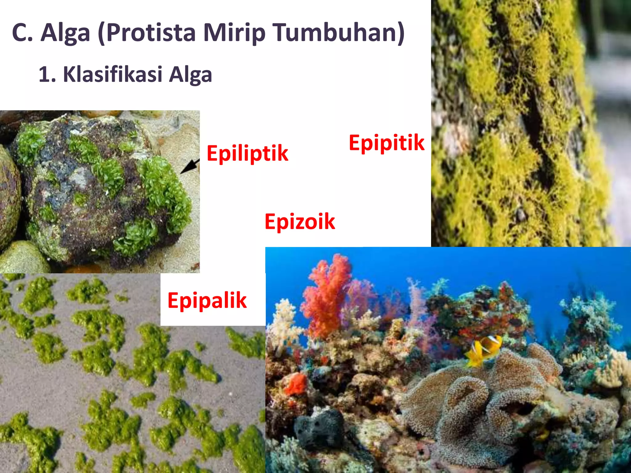 Bab 4 Protista.pptx