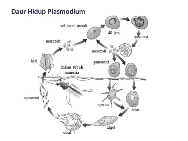 Bab 4 Protista: Karakteristik, dan Peran mereka.pptx