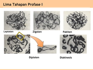 Bab 4 reproduksi sel kelas XII SMA IPA | PPT