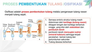 Materi Ajar Sistem Gerak Kelas 11 SMA Biologi | PPTX