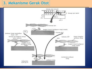 Sistem Gerak Manusia | PPT