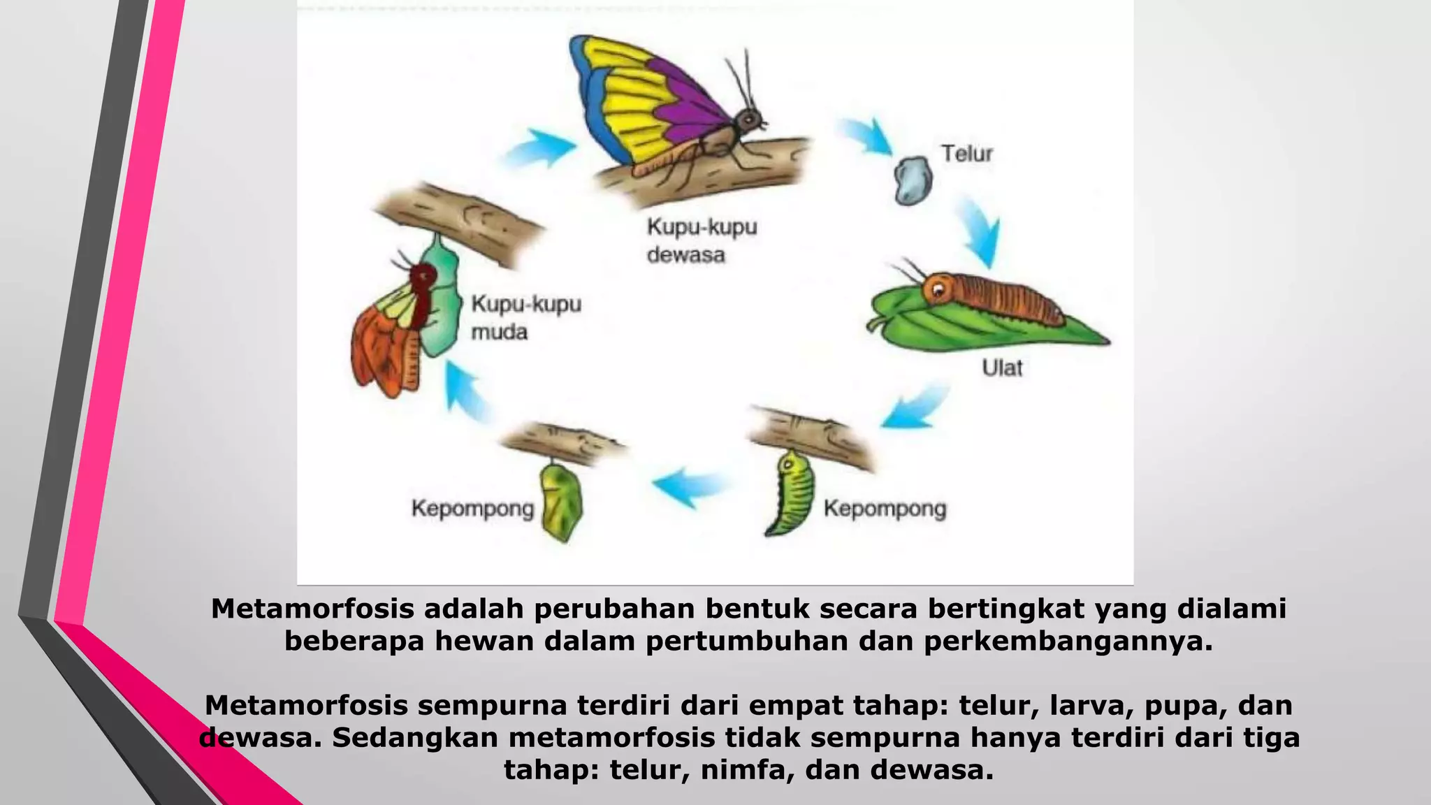 Bab 5.1 IPA Kelas 7 (Ciri-ciri Makhluk Hidup) dan Bab 5.2 IPA Kelas 7 ...