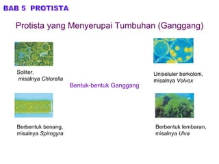 Bab 5.protista | PPT