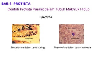 Bab 5.protista | PPT