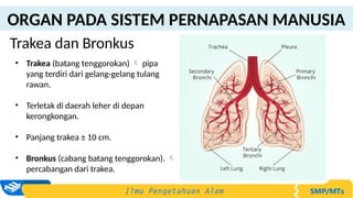 Bab 5-Sistem Pernapasan pada Manusia.pptx
