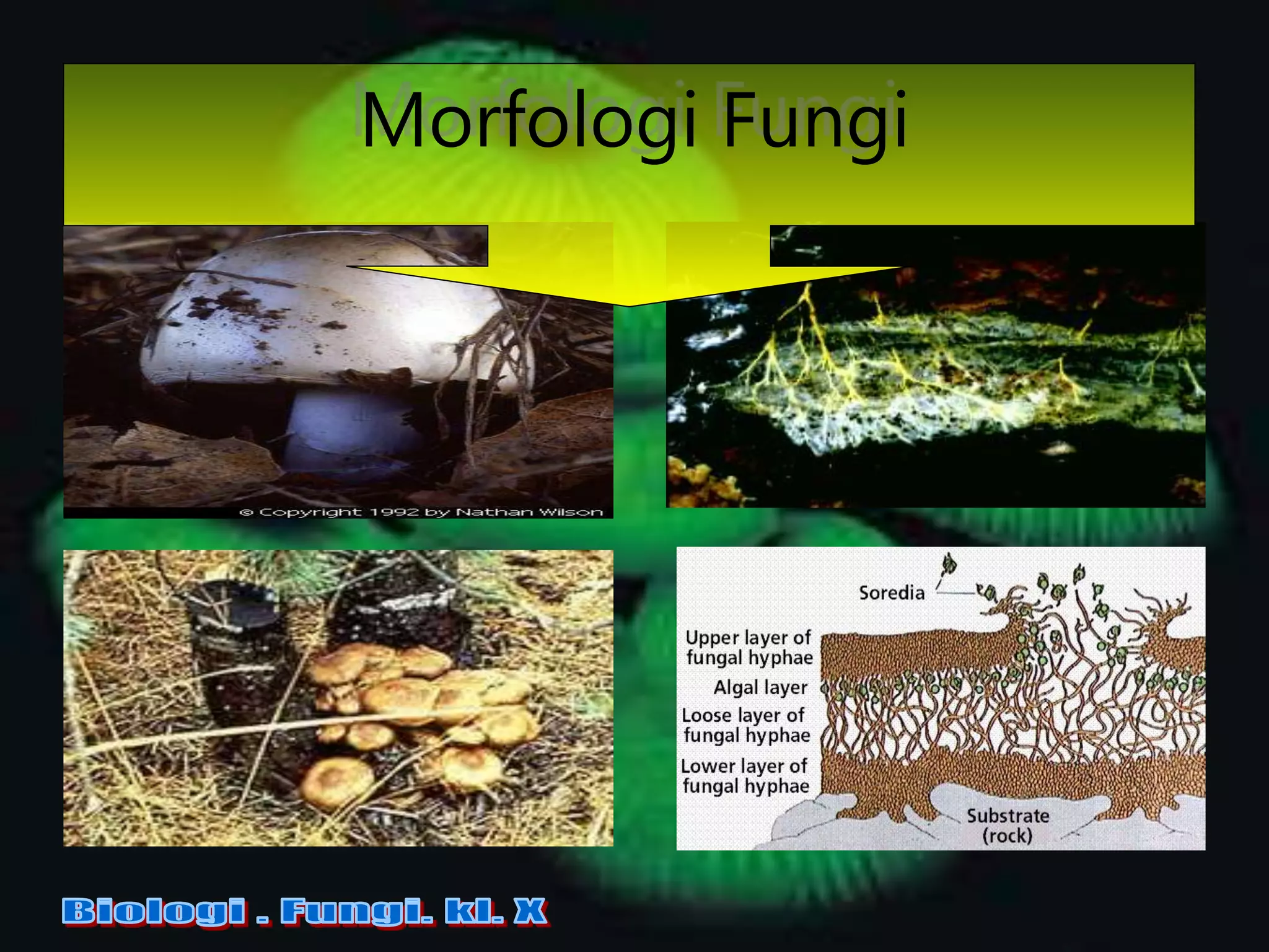 BAB 5 FUNGI.ppt