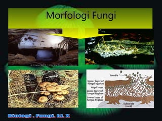 BAB 5 FUNGI.ppt