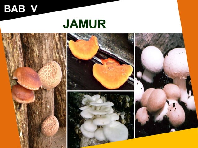 Bab 5 jamur | PPTX