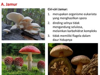 Bab 5 jamur | PPTX